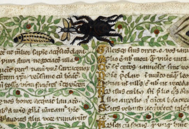 Medieval Animals – Dēor-hord: a medieval and modern bestiary